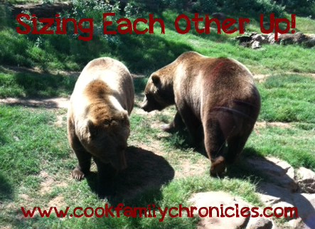 Sizing Each Other Up - The Homeschool Village
